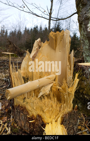 close-up photos of felled tree trunks. trunks of cut trees lie in the ...