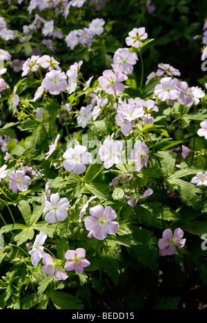 Geranium maculatum Beth Chatto Stock Photo - Alamy