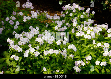 Geranium maculatum 'Beth Chatto' (Cranesbill Stock Photo - Alamy