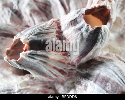 Balanidae (Balanidae), macro photography Stock Photo - Alamy