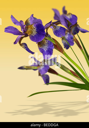 Close up of blue and yellow Irises showing petal detail and its vibrant ...