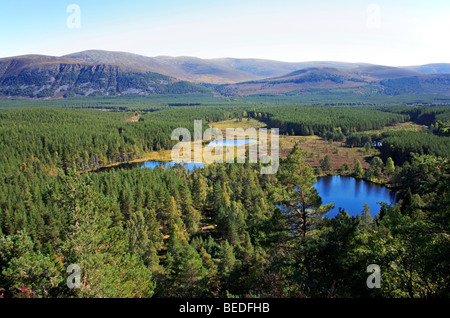 Uath Lochans, Inshriach Forest, Inverness-shire Scotland in January ...