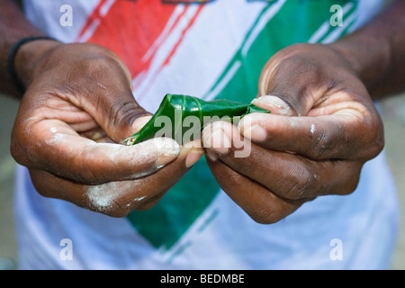 Hand holding betel nut (Areca nut). Nut is chewed with lime and a stem ...