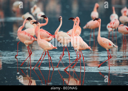 Flamingo in a Kenyan Nature reserve close up Flamingo Colour Afrika ...