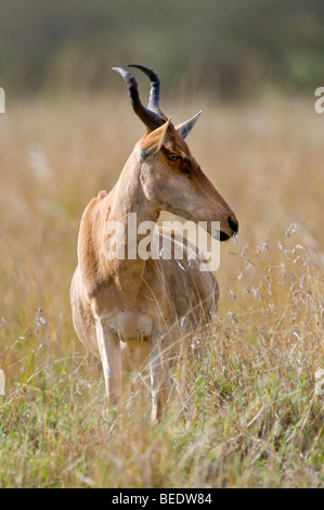 Hartebeest, alcelaphus buselaphus, Masai Mara Park in Kenya Stock Photo ...