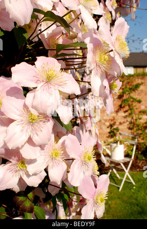 Flower double pink clematis close-up. Flower Clematis varieties ...