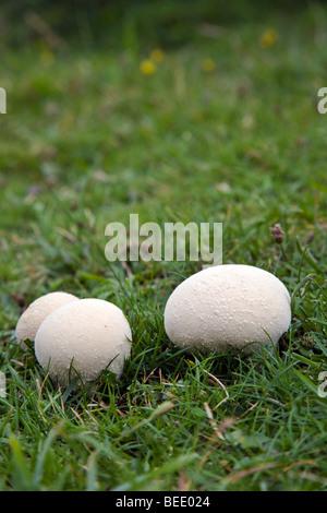 Meadow Puffball - Vascellum pratense Stock Photo - Alamy