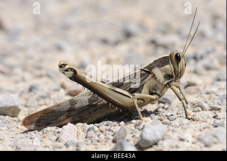 Brown Locust (Locustana pardalina) migratory group flying, Karoo, South ...