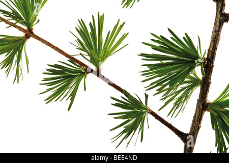 Europäische Lärche, Larix decidua, Zweig mit jungen Zapfen, European ...