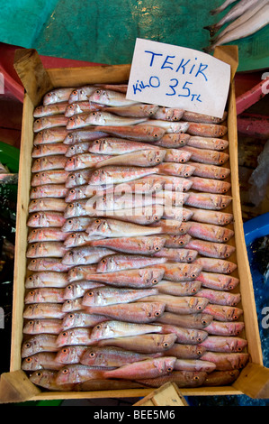 Istanbul Turkey Kumkapi Balik Pazar fish market Stock Photo - Alamy