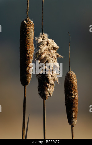 Inflorescence of a bulrush (Typha Stock Photo - Alamy