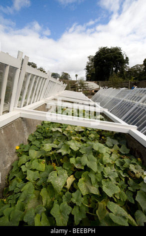 Pineapples being propagated in the Melon Yard of The Lost Gardens of ...