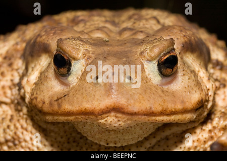 Fat toad face close-up. Portrait of a brown toad Stock Photo - Alamy