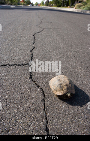 Box turtle hiding in shell Stock Photo - Alamy