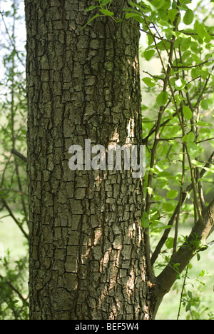 Pear Tree bark / (Pyrus communis) | Birnenbaum, Rinde / (Pyrus communis ...