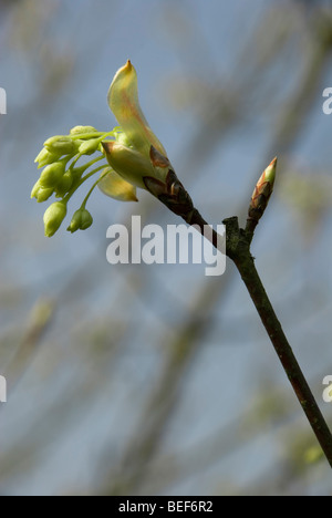 Acer opalus subsp. Obtusatum. Italian Maple tree flowering in Spring ...