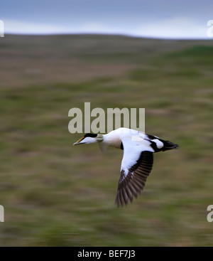 Flying eider ducks Stock Photo - Alamy