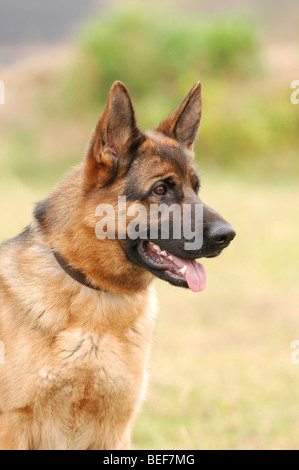 Happy german shepherd dog in studio at Christmas Stock Photo - Alamy