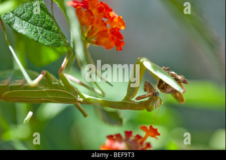 Large female Praying Mantis eating a butterfly Stock Photo - Alamy