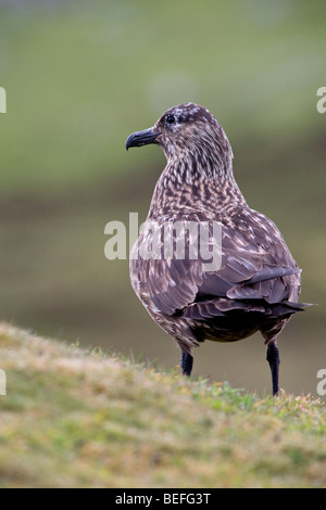Bonxie or Great Skua (Stercorarius skua), Fair isle, Shetland, UK Stock ...