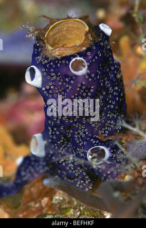 Sponge and tunicates Stock Photo - Alamy