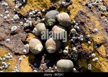 Common Winkle Littorina littorea sea snail marine gastropod mollusc ...