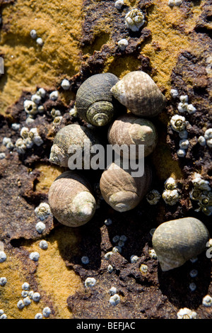 Common winkles or periwinkles (Littorina littorea) on sea wall, North ...