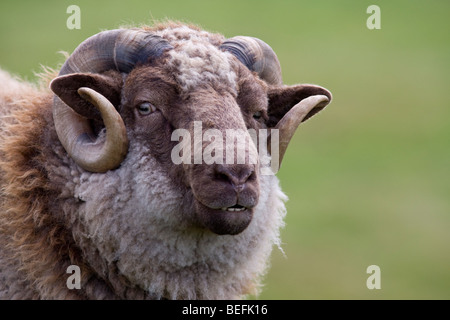 Ram on Fair Isle Shetland Stock Photo - Alamy