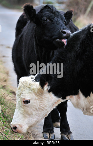 Two cows licking each other; Cattle and pigs Stock Photo - Alamy