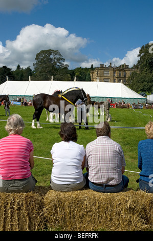 Spectators people watching heavy horse horses competition in summer ...