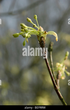 Acer opalus subsp. Obtusatum. Italian Maple tree flowering in Spring ...