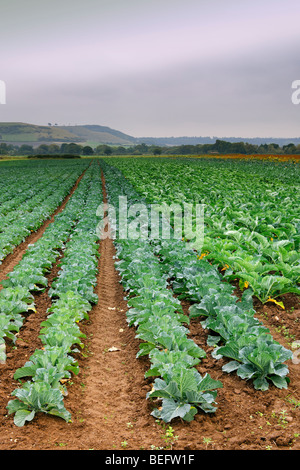 Agricultural Crop Of Cabbages Stock Photo - Alamy