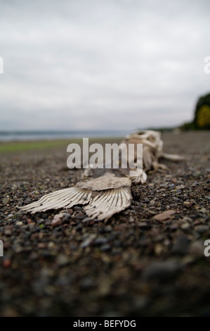 Close-up of dead fish tail in plate Stock Photo - Alamy