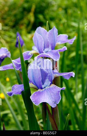 Iris Sibirica Silver Edge Stock Photo - Alamy