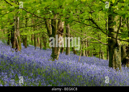 Bluebells on the Wenallt hill and woods above Cardiff Stock Photo - Alamy