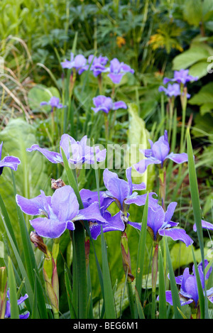 Iris Sibirica silver edge flag iris Siberian iris flower Stock Photo ...