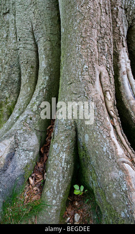Beech Tree (Fagus sylvatica), an old gnarled tree, covered in moss, in ...