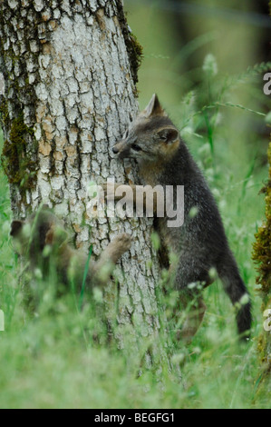 Gray fox (Urocyon cinereoargenteus), kit, nine weeks old, looking out ...