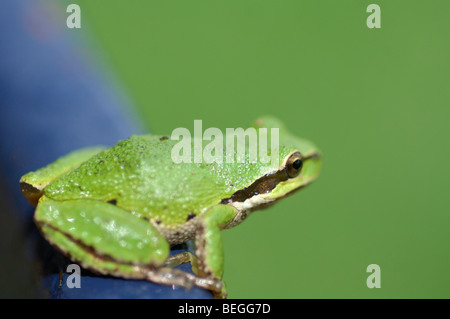 Pacific treefrog (Hyla regilla Stock Photo - Alamy
