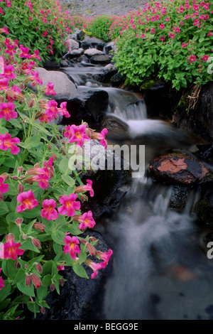 Purple Monkeyflower or Lewis's Monkeyflower Mimulus lewisii, Mount ...