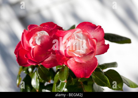 "Givenchy" (Hybrid Tea Rose Stock Photo - Alamy