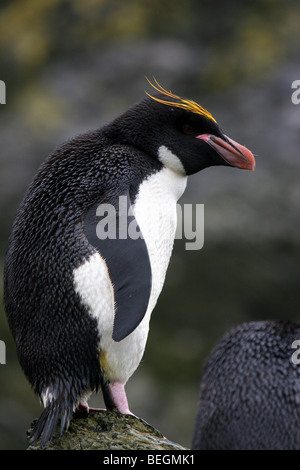 Macaroni penguins Eudyptes chrysolophus Elsehul South Georgia ...