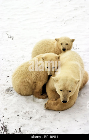 Lazy Polar bears (Ursus maritimus) enjoy their day at the zoo; Omaha ...