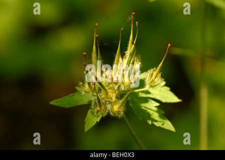Northern geranium (Geranium erianthum Stock Photo - Alamy