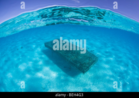 Cultre of Giant Clams, Tridacna gigas, Aitutaki Atoll, Cook Islands ...