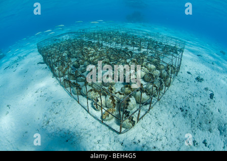 Giant clam (Tridacna gigas) farm, Makogai, Giant clam, Fiji, Fiji ...