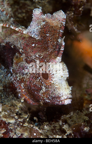 Longspine waspfish, Paracentropogon longispinus, Sulawesi Indonesia ...