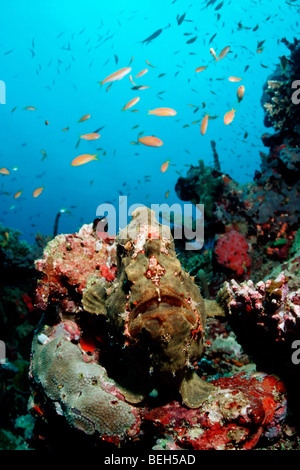 Green Giant Frogfish, Antennarius commersonii, Maldives, North Ari ...