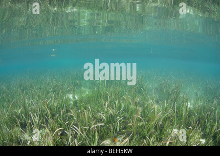 Seagrass, Enhalus sp., Raja Ampat, West Papua, Indonesia Stock Photo ...
