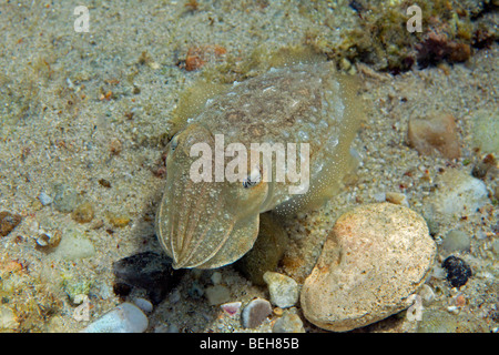 cuttlefish in shallow waters Stock Photo - Alamy